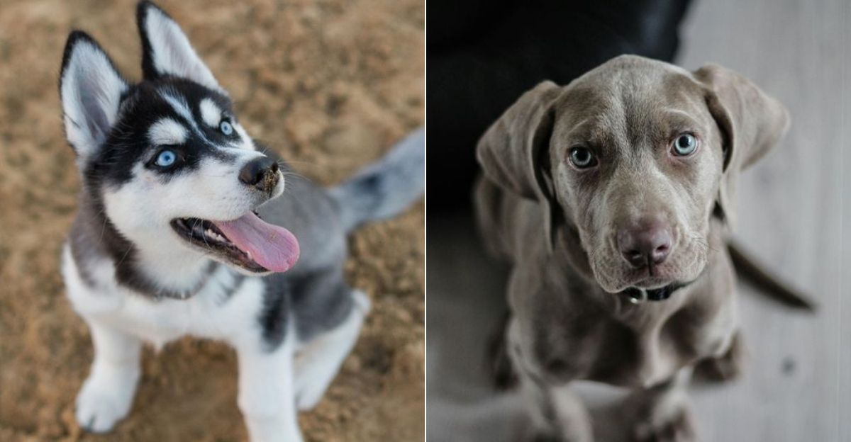 9 Dog Breeds That May Struggle Off Leash