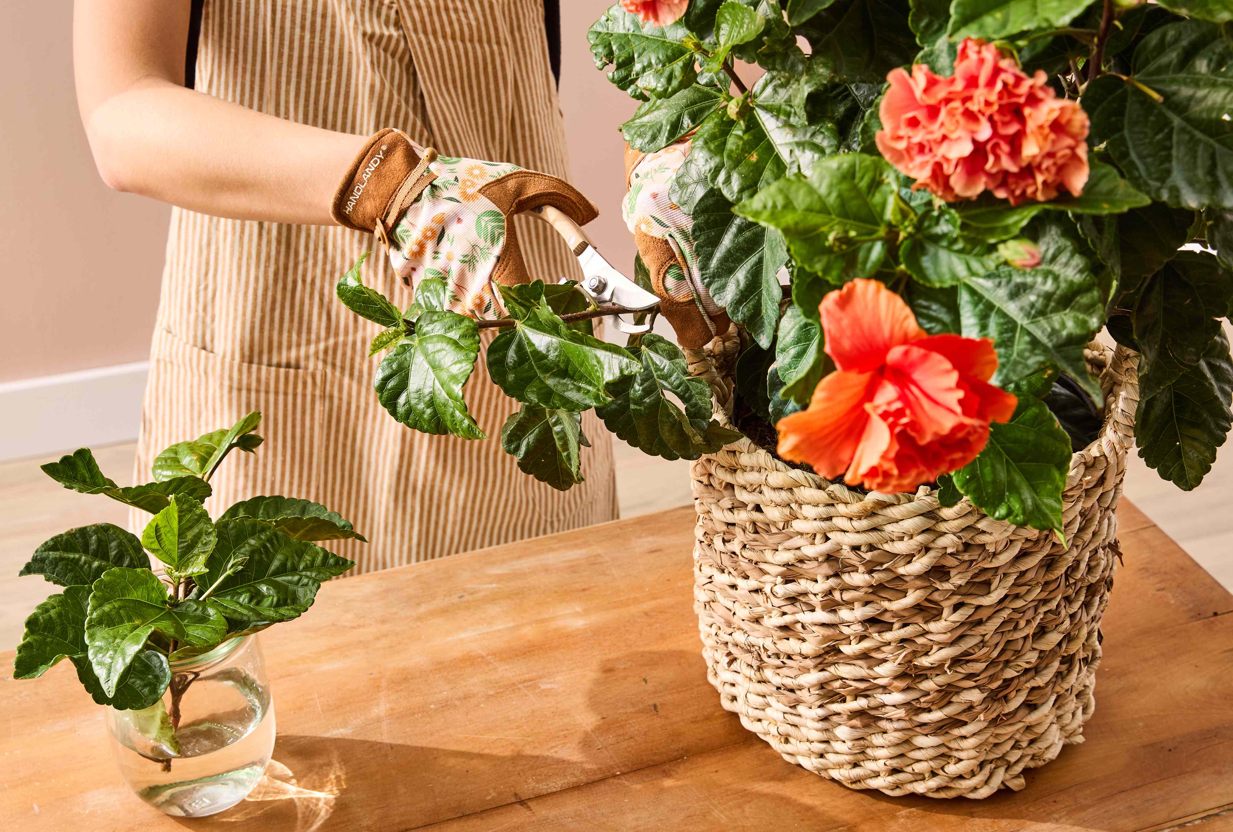 Now’s the Best Time to Propagate Hibiscus — Here’s How to Do It the ...