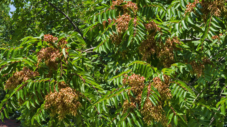 7 Trees You Should Avoid Planting In Your Yard At All Costs