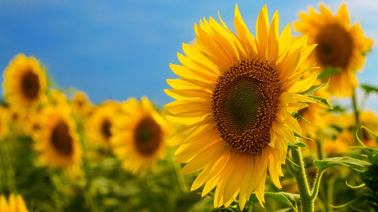 13 Plants That Will Have Goldfinches Flocking To Your Yard In No Time