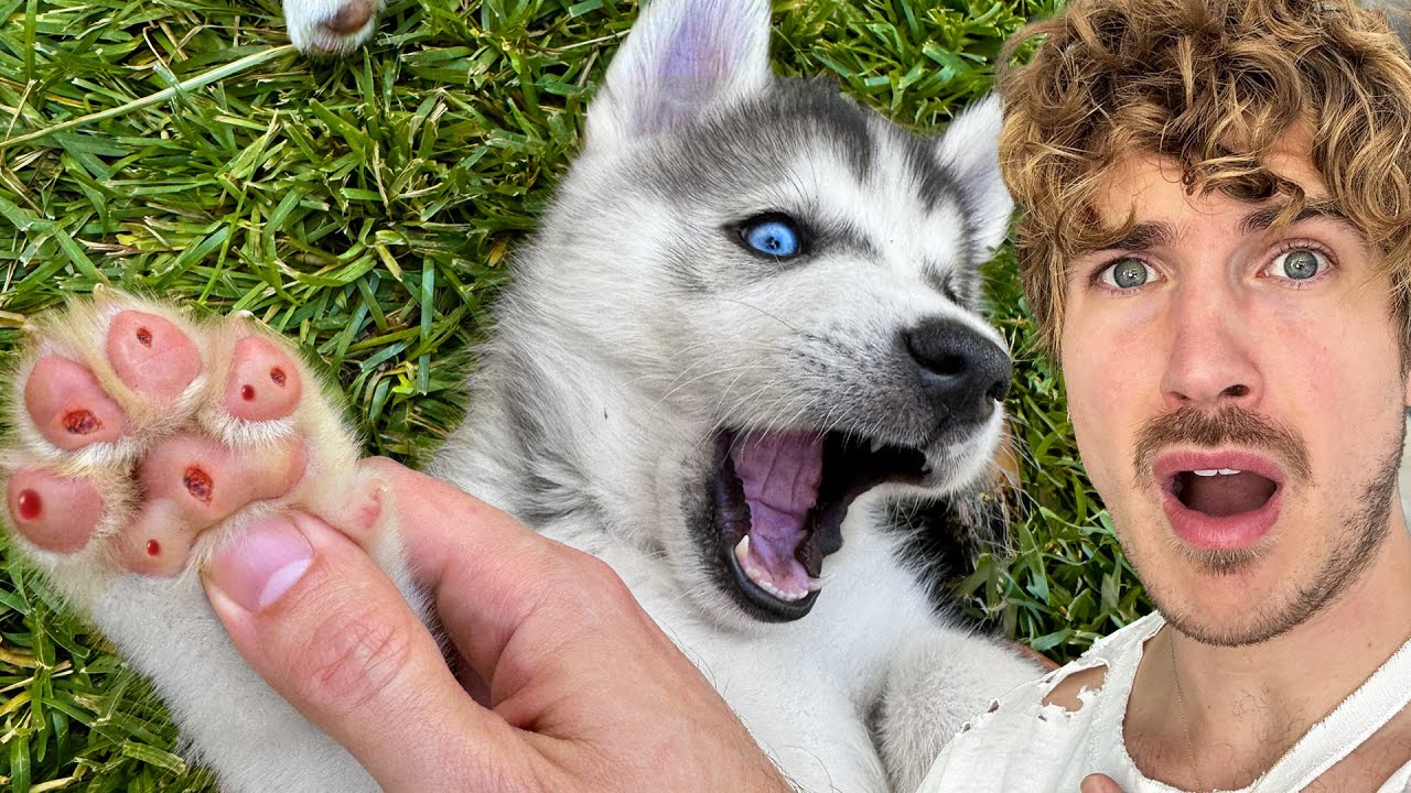 Mother reunites with puppies after separation