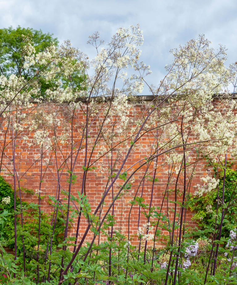 How to grow thalictrum – to enjoy colorful floral clouds, and take your ...