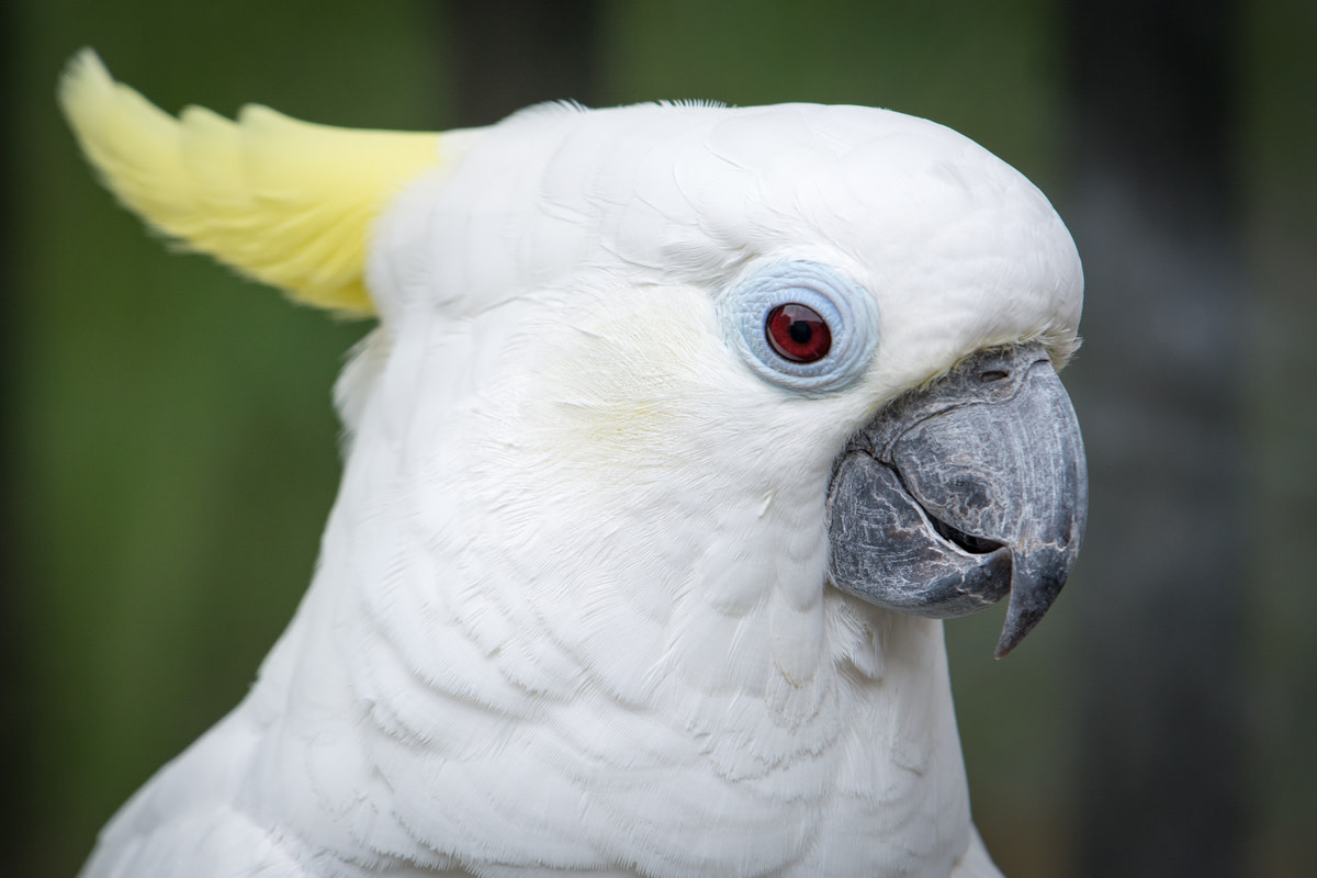 'Hype Man' Cockatoo Roots on Football Team Like Cutest Cheerleader