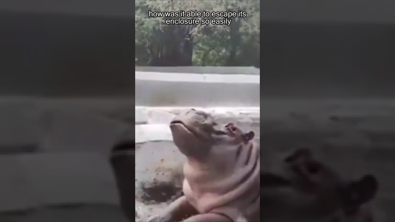 Discover the best moves to stay safe if a hippo escapes a zoo