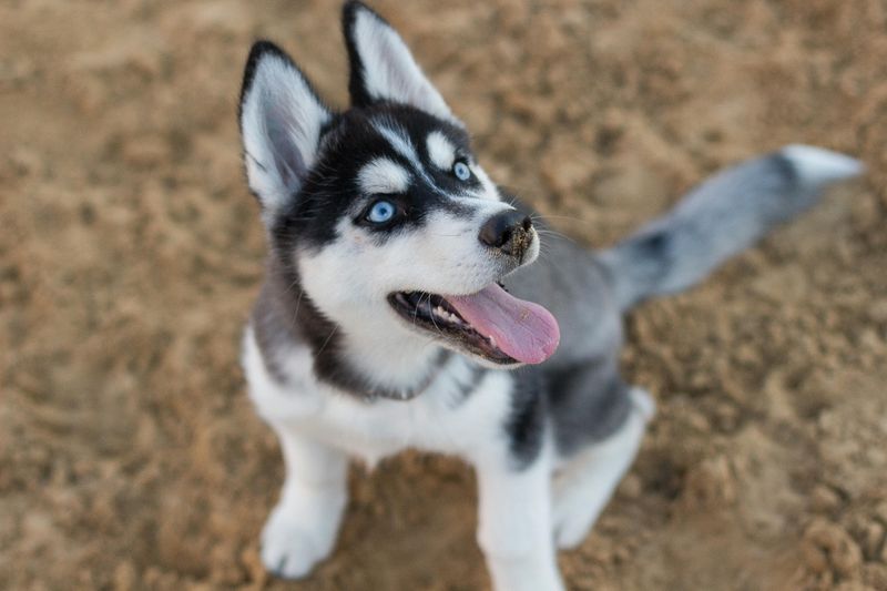 9 Dog Breeds That May Struggle Off Leash