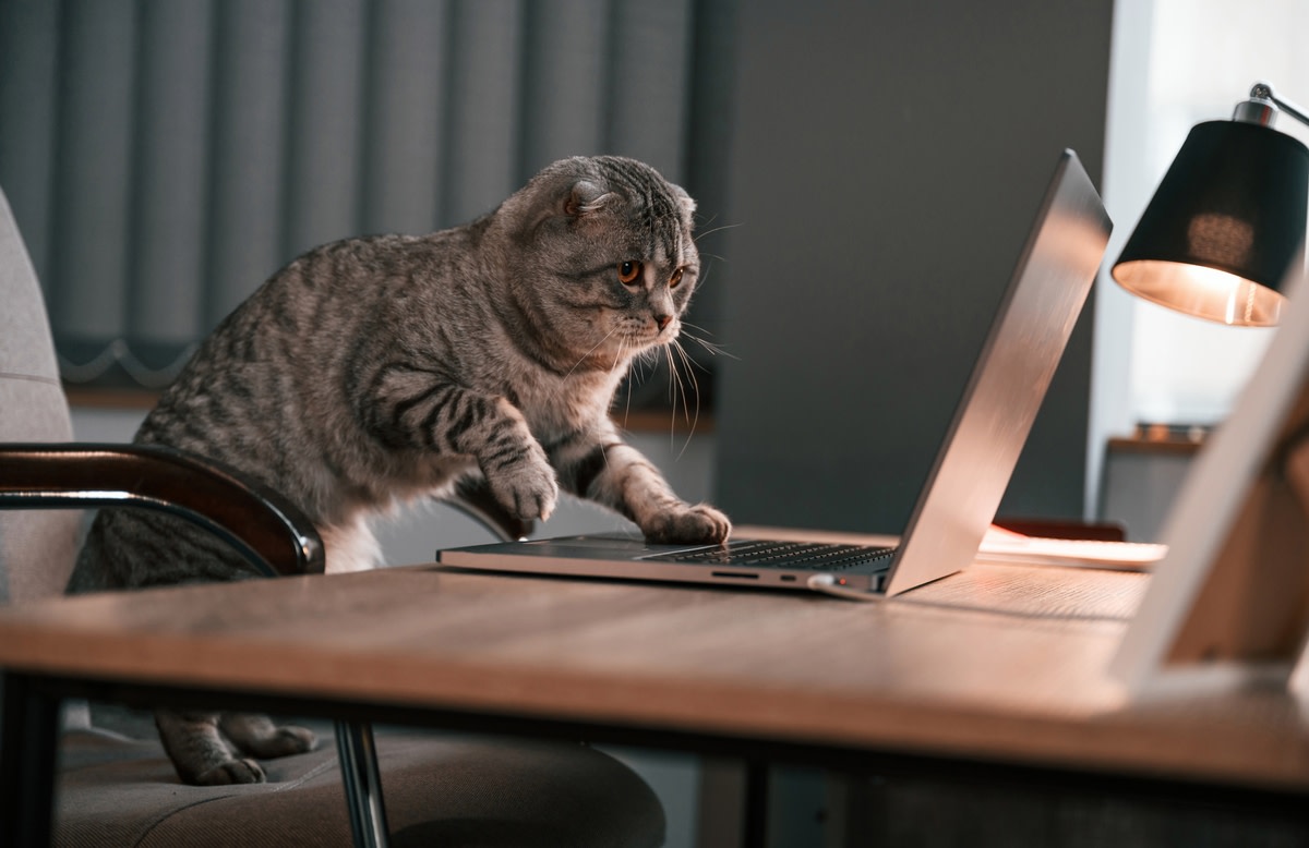 Scottish Fold Cat Works Computer Keyboard Like He's Placing an Amazon Order