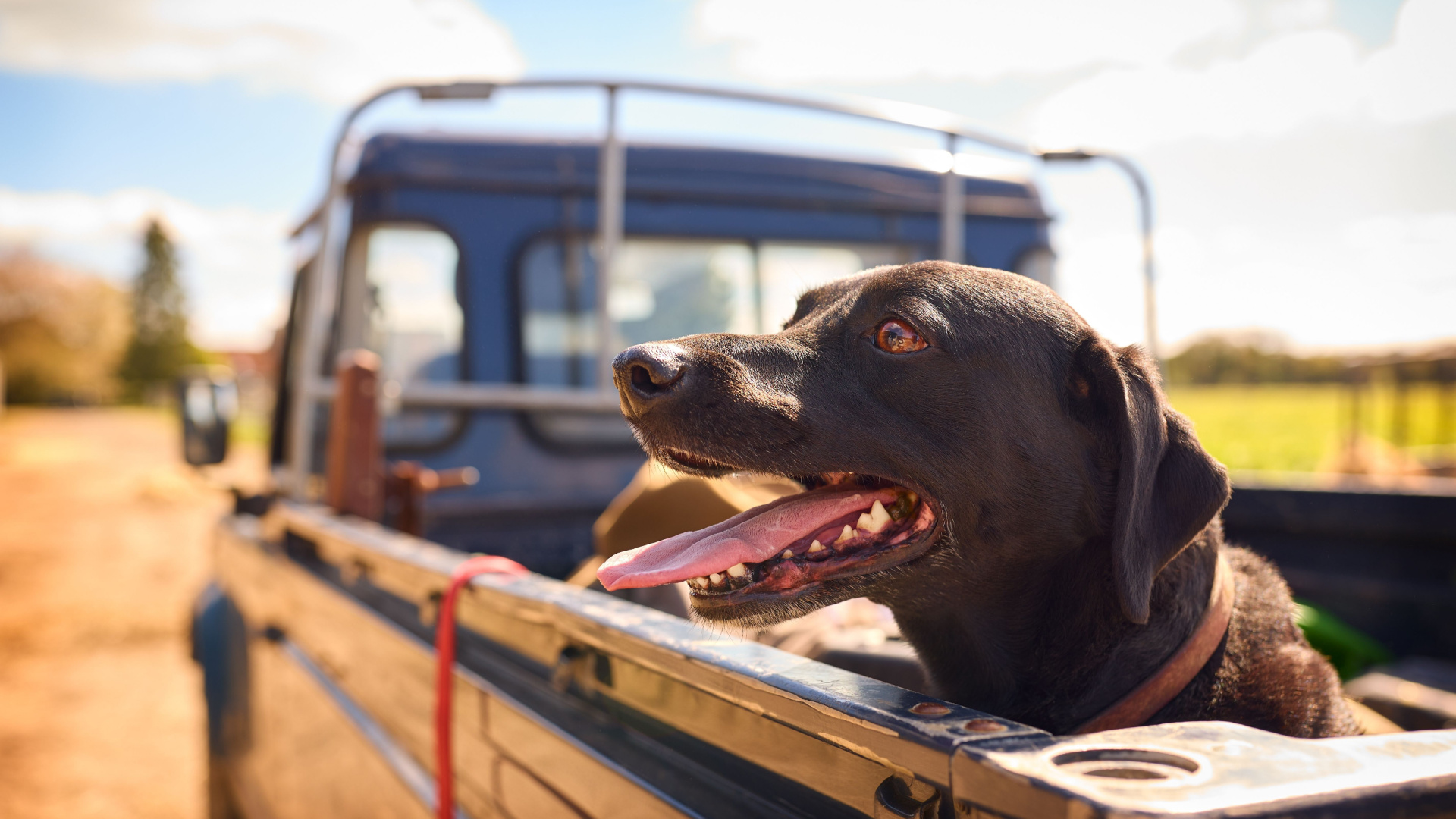 12 Dogs For Canadian Farm Living