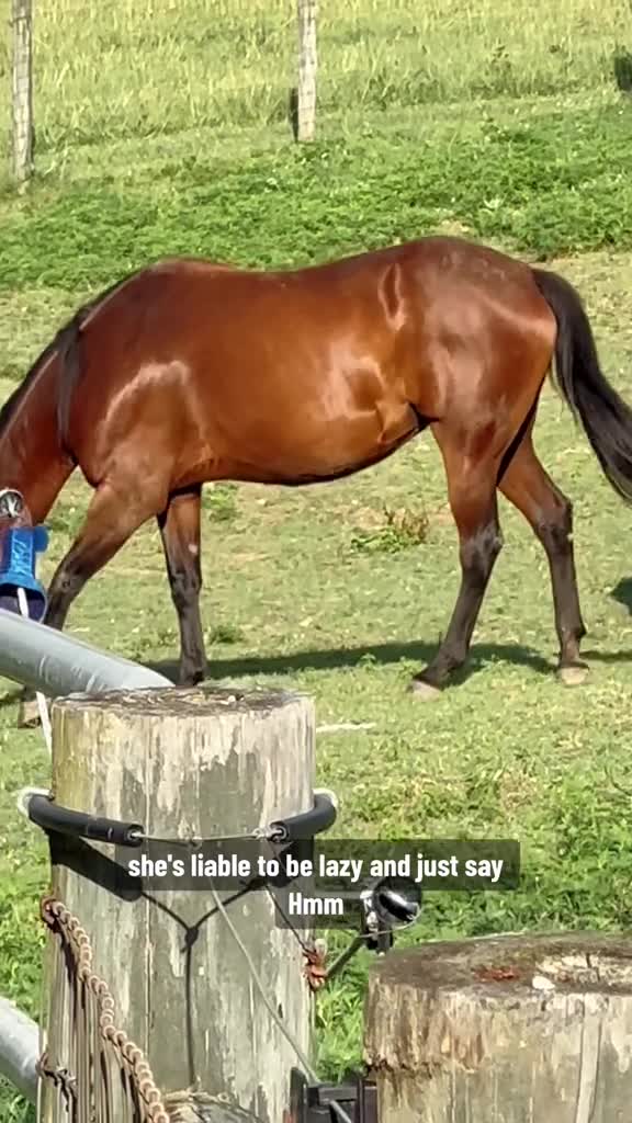Thinking of Breeding Your Mare? Watch This First