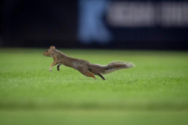 Fans Go Nuts After Squirrel Puts Baseball Game On Paws At Yankee Stadium