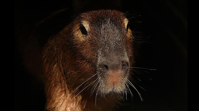 The Largest Rodent In The World Actually Eats Its Own Poop