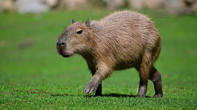 The Largest Rodent In The World Actually Eats Its Own Poop
