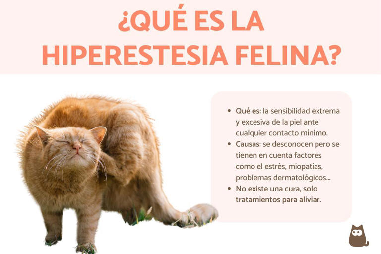 Hiperestesia felina o síndrome del gato nervioso: qué es, síntomas ...