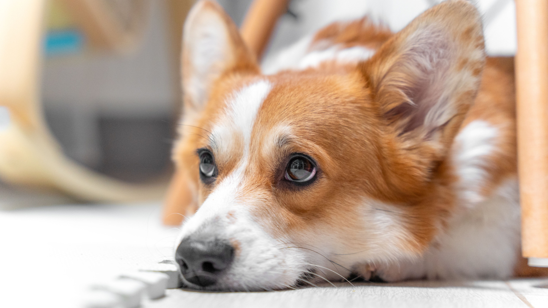 Common Dog Behaviours That Are Often Misunderstood