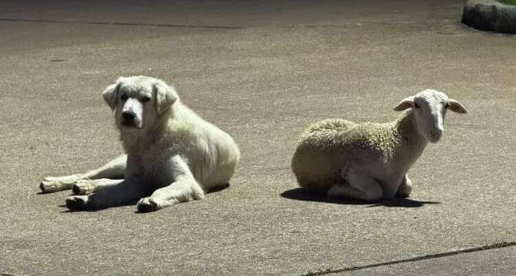 On the lam: Escaped dog and sheep turn themselves in to Brazoria County ...