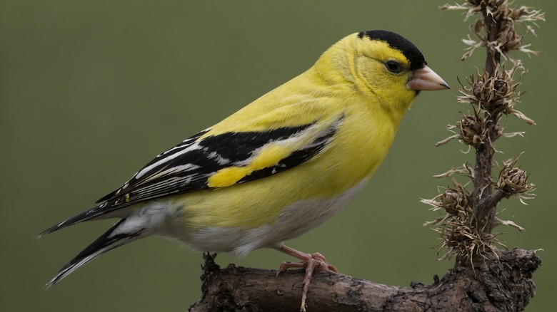 13 Plants That Will Have Goldfinches Flocking To Your Yard In No Time
