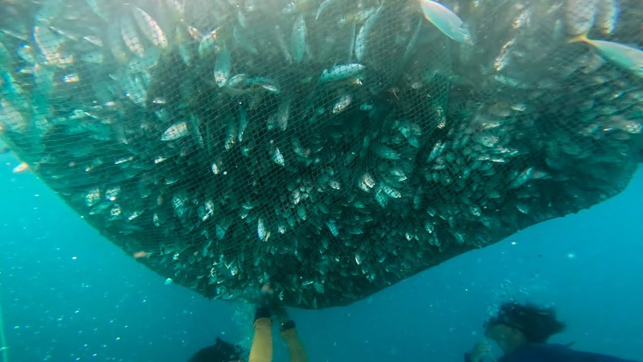 Fishing Madness: Ton of Fish Caught!