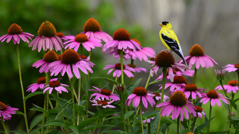 13 Plants That Will Have Goldfinches Flocking To Your Yard In No Time