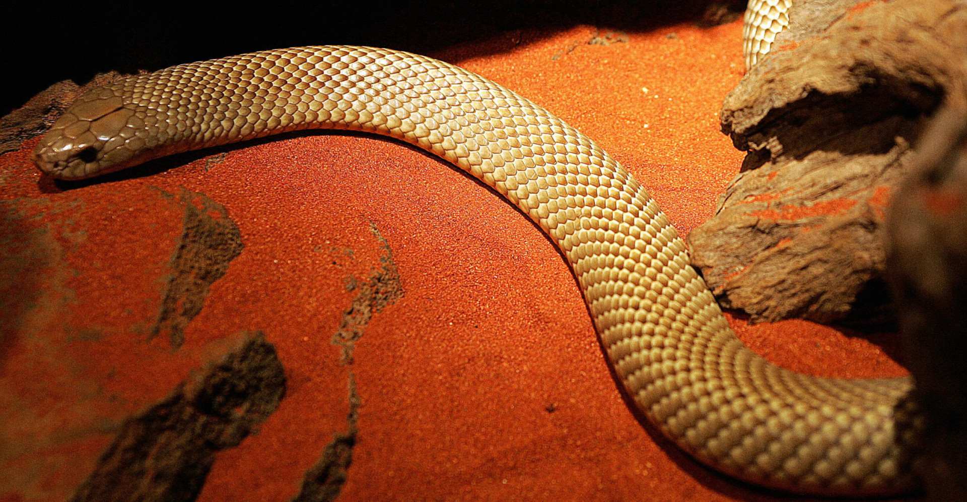 Australia’s scariest snakes