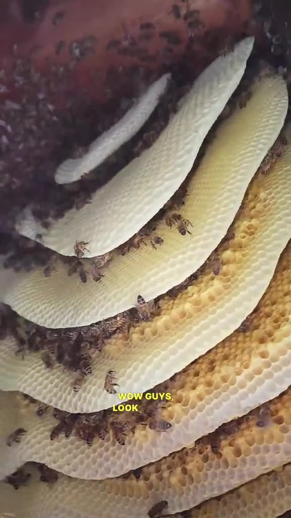 Huge Beehive Discovered Hidden Inside Home Ceiling