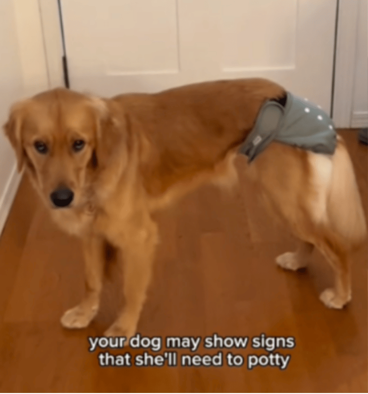 3 Canine Heat Cycle Hacks Every Dog Mom Should Know