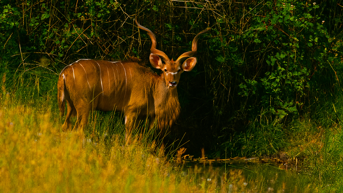 Wildlife Up Close – Nature Without Disruption (4K)