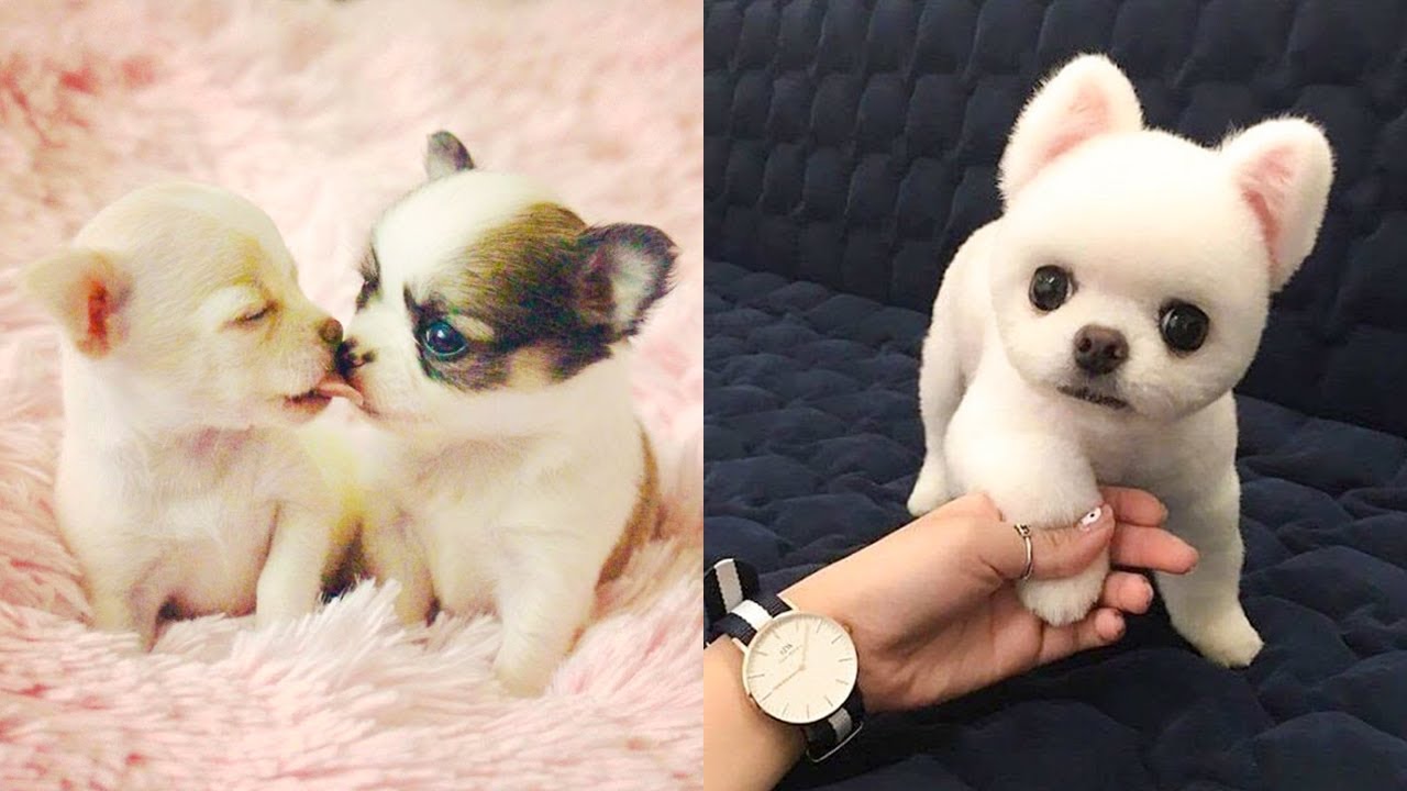 Sweet Puppies Sharing a Kiss and Fluffy Pup on Sofa