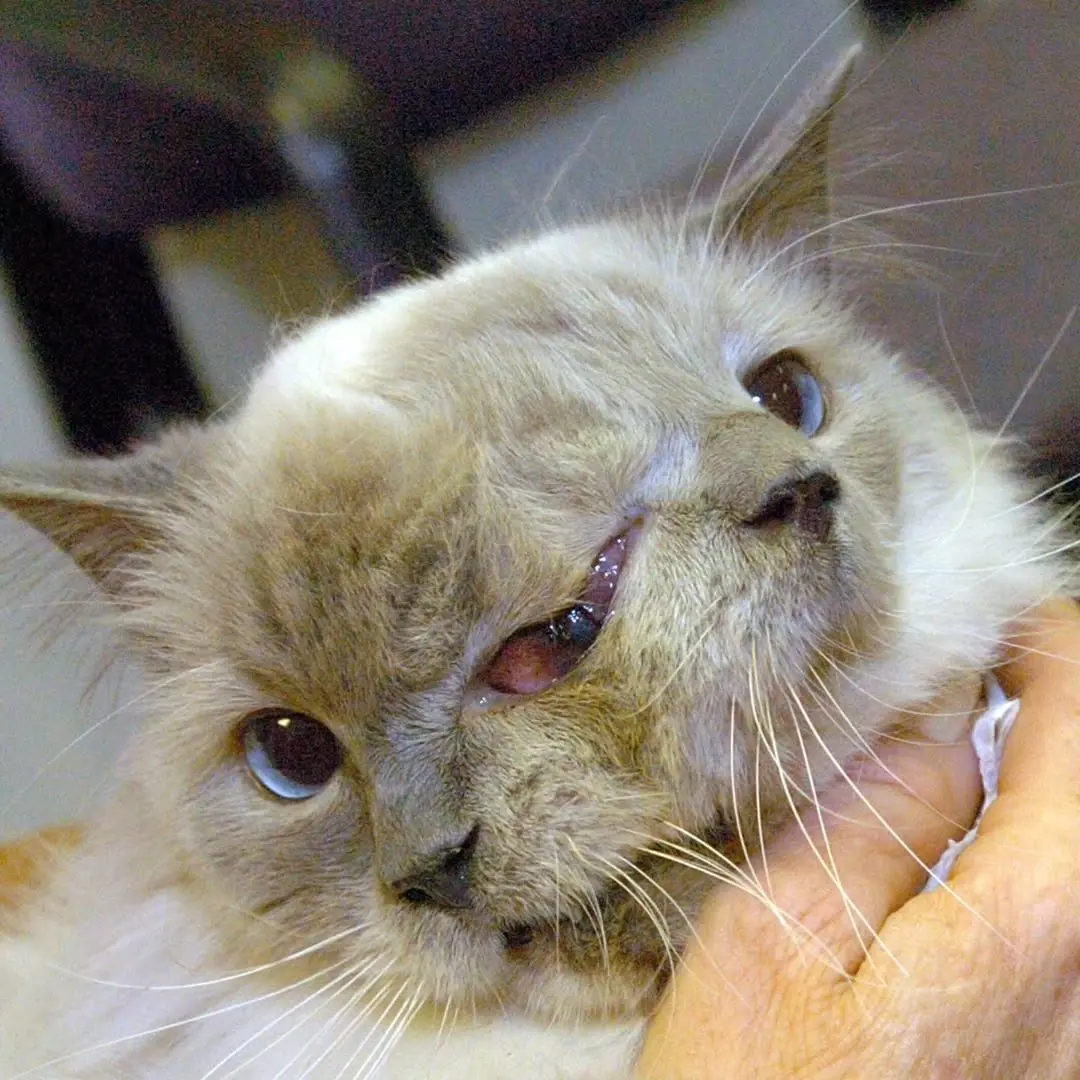 O gato de duas caras que desafiou a ciência e conquistou o mundo