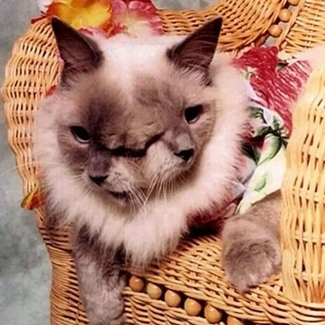 O gato de duas caras que desafiou a ciência e conquistou o mundo