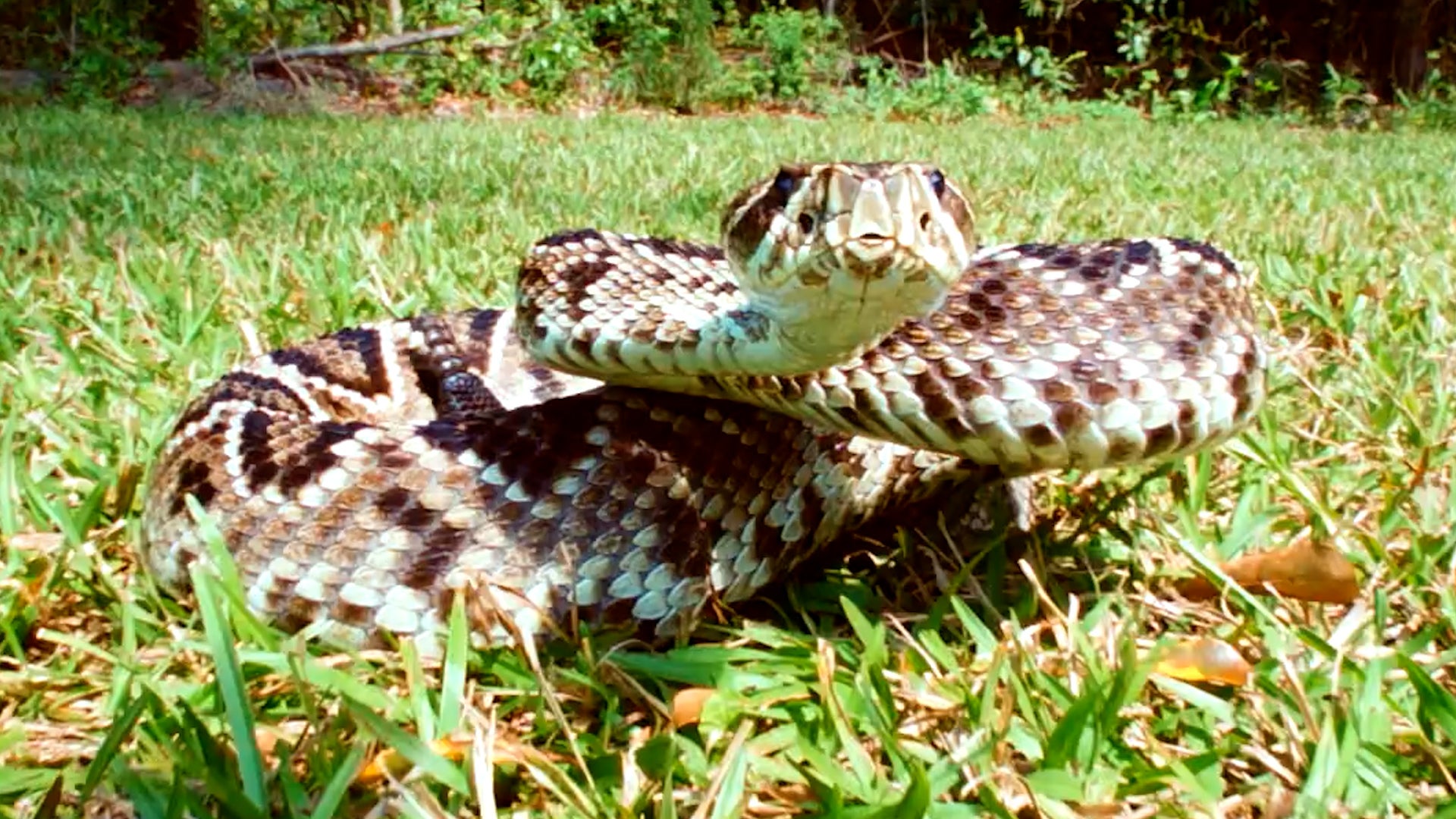 Does Warmer Weather Make Snake Bites More Likely?