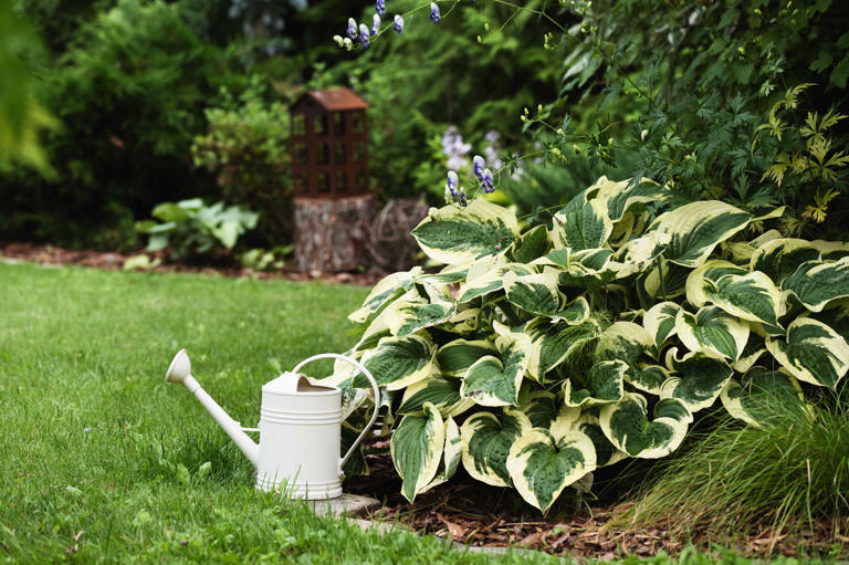 5 Places You Should Never Plant Hostas, According to Gardening Experts