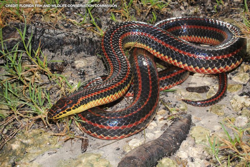 Florida wildlife officials ask public to watch for rare rainbow snake: Why?