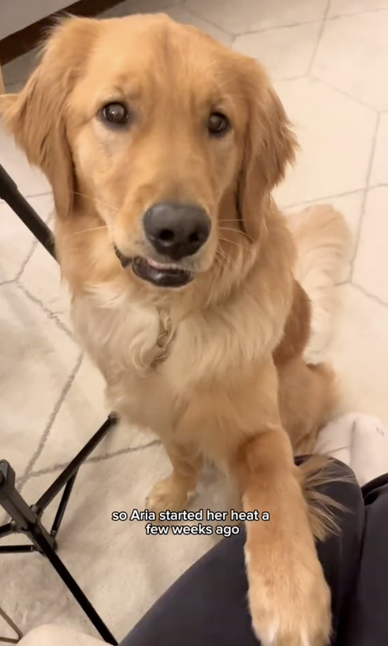 3 Canine Heat Cycle Hacks Every Dog Mom Should Know