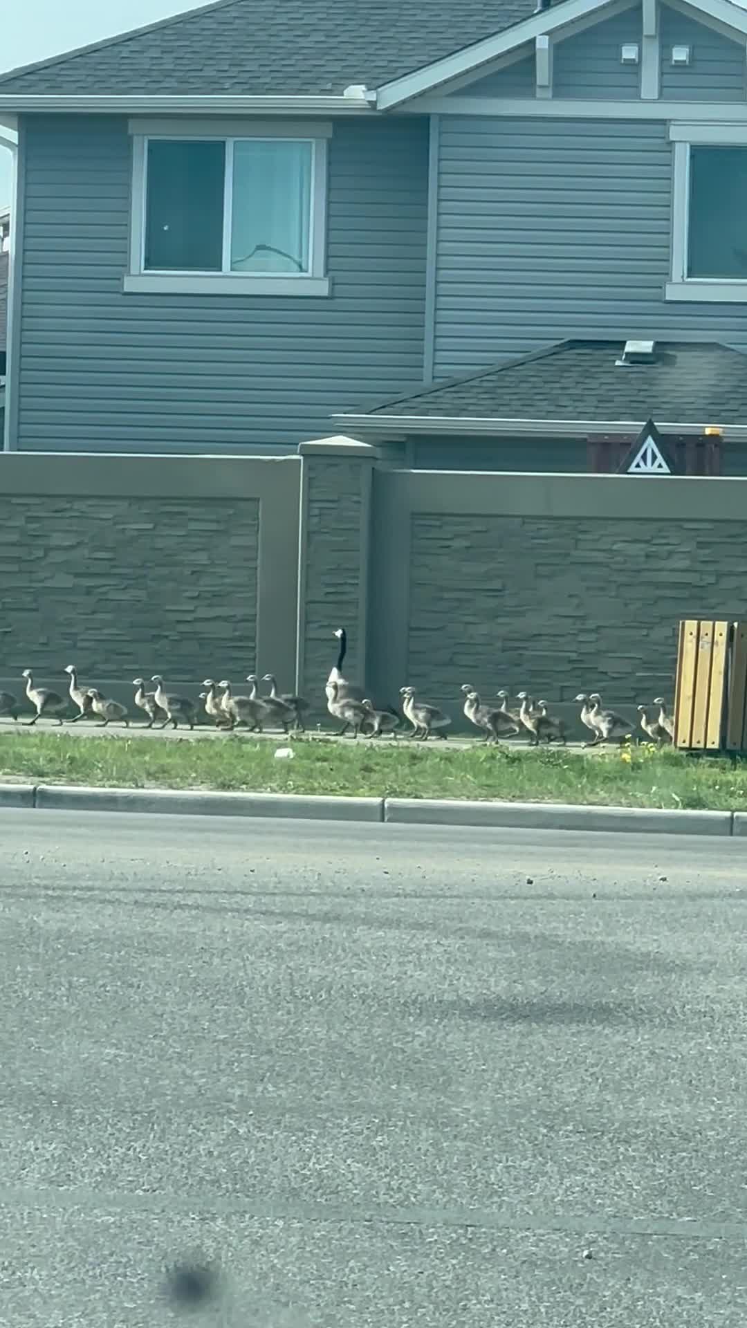 Several Geese are walking in a row down the sidewalk!