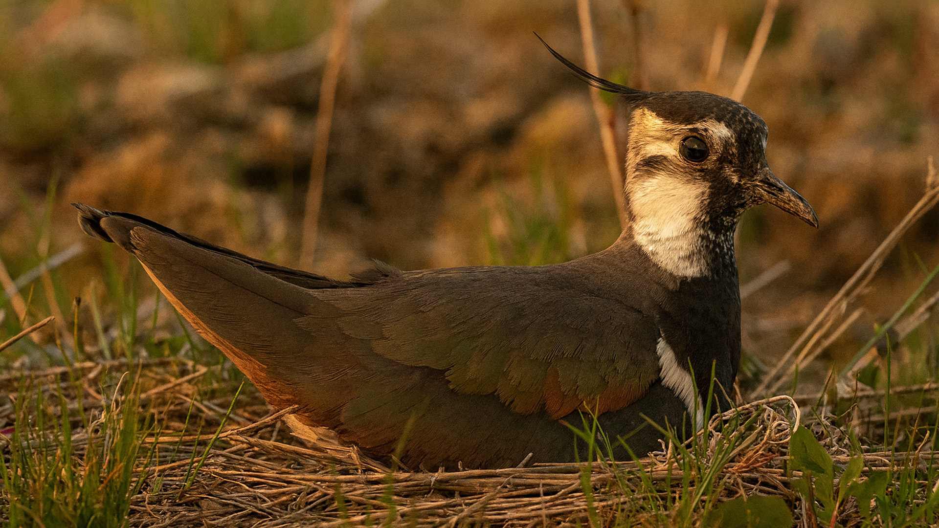Nesting Birds – Northern Lapwing (Vanellus vanellus)
