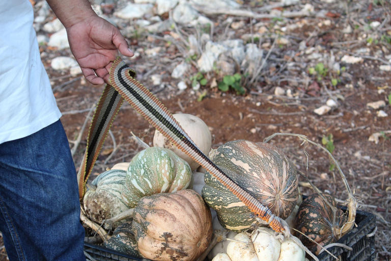 Mayan Art, Mayan Land