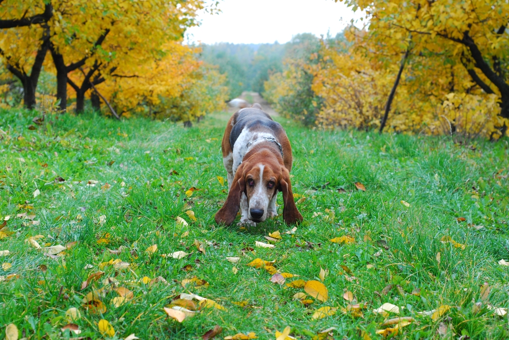 The 5 smartest dog breeds – and one that tops them all