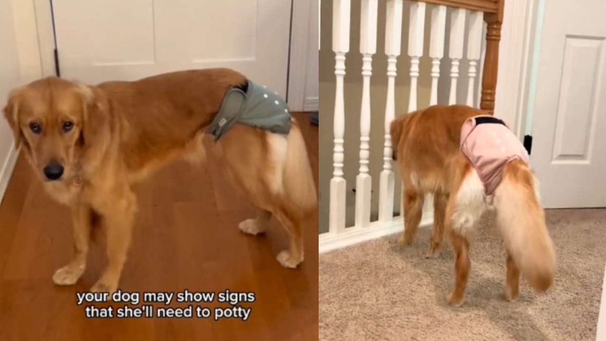 3 Canine Heat Cycle Hacks Every Dog Mom Should Know
