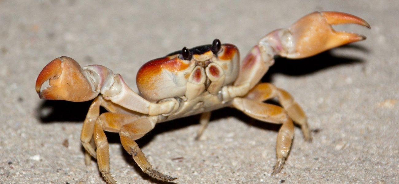 Crab Goes Viral After Appearing To Hit A Vape Underwater