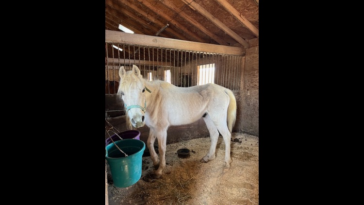Horses rescued from Suffolk 'nightmare conditions' recovering, Virginia ...