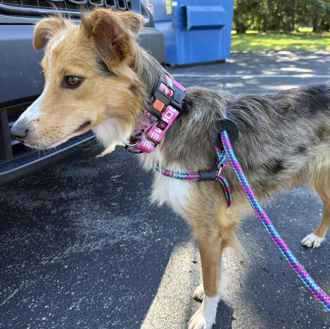 Dallas the dog who was rescued by a drone is now on the mend, says ...