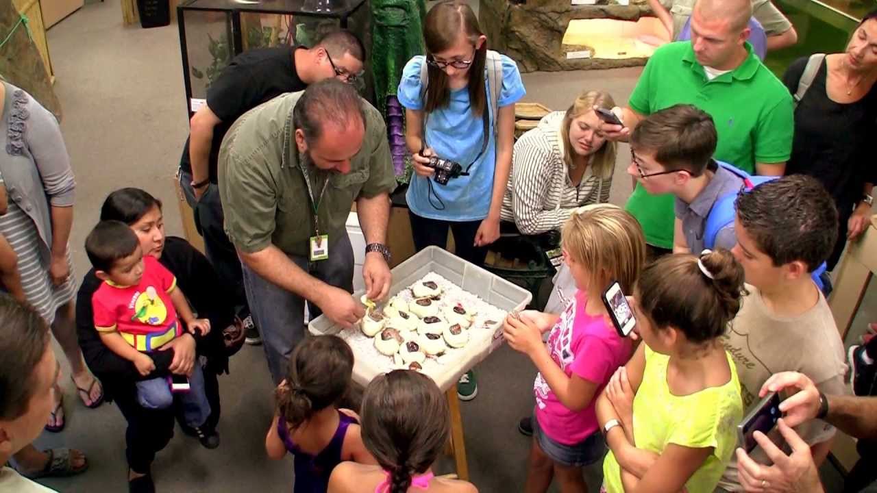 Snake egg hatching with kids from Nottingham