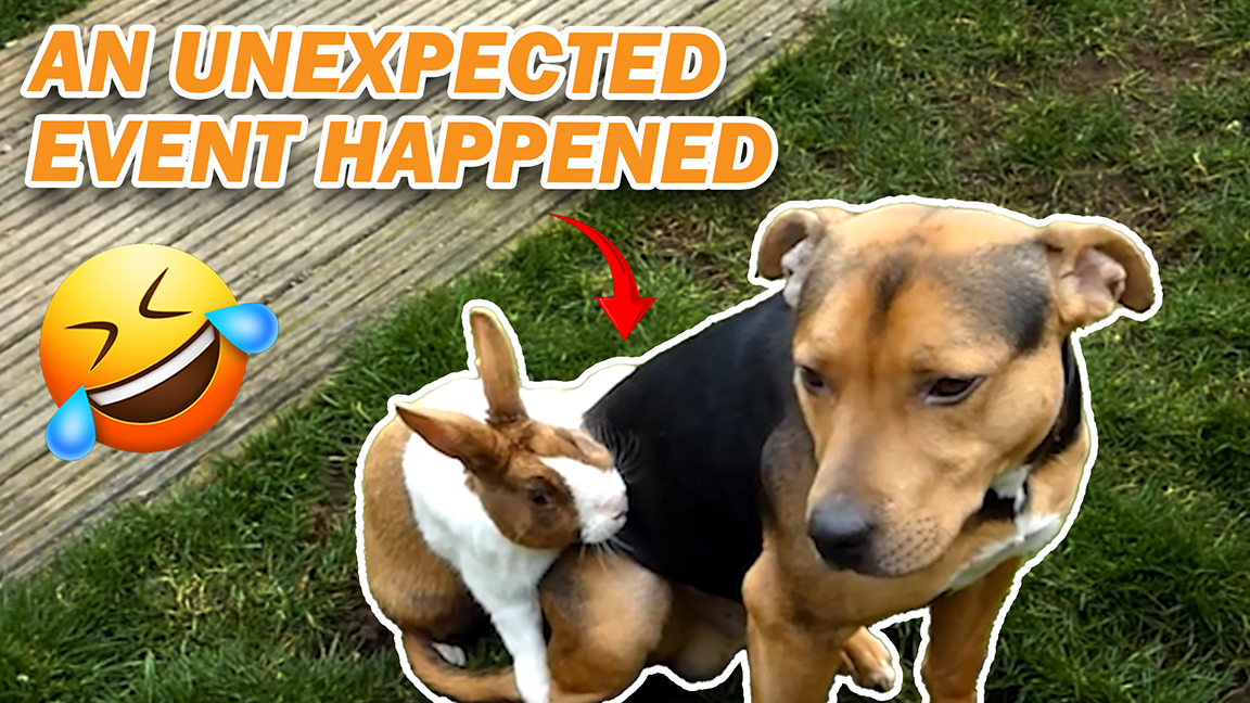 Funny Dog Video Compilation