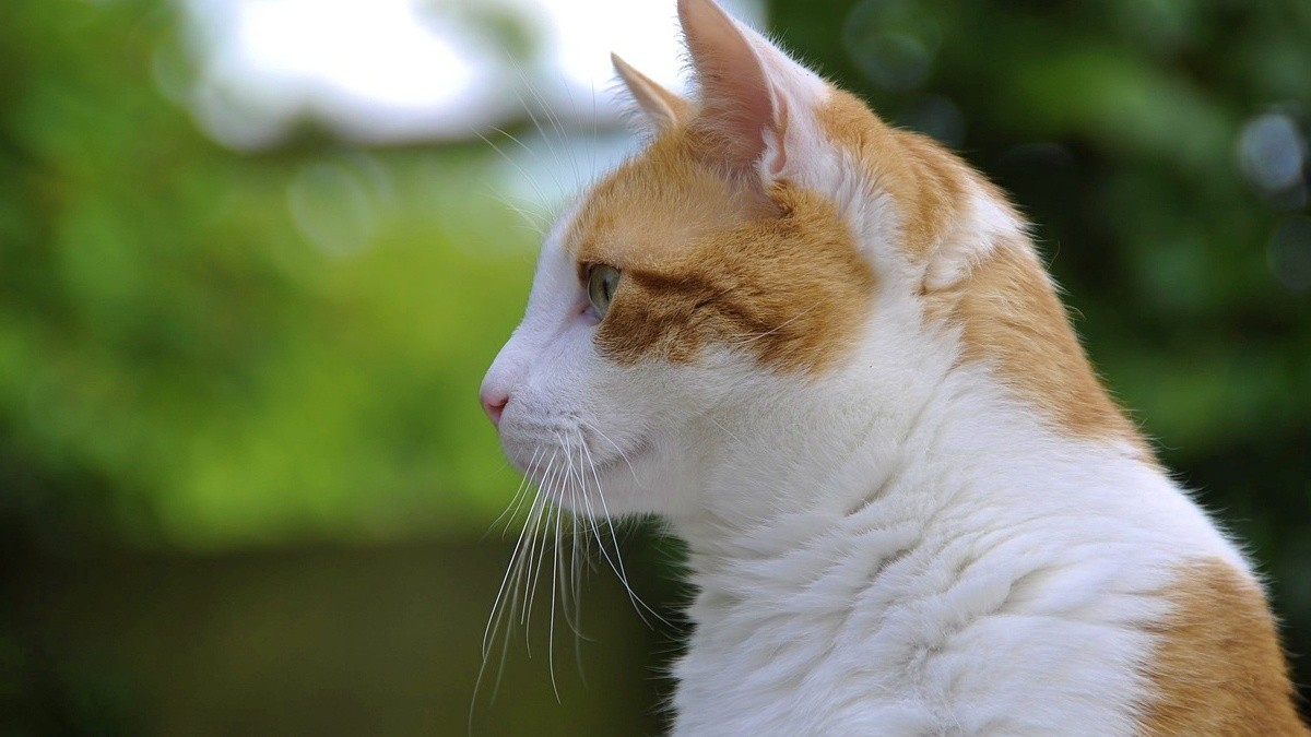 15 señales de que tu gato es realmente feliz y no le falta nada