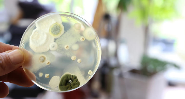 How to Test for Mold in Your Home