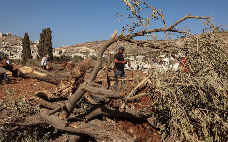 IDF confirms uprooting olive trees in W. Bank village after attack ...