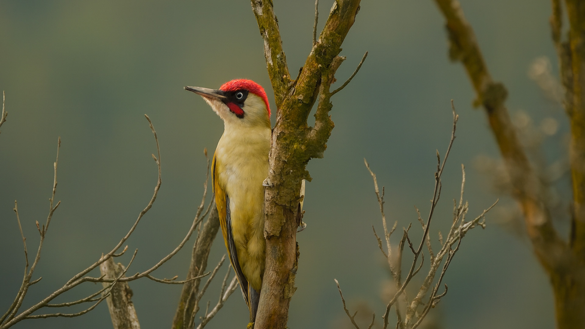 Verso dell'uccello – Picchio verde (Picus viridis)