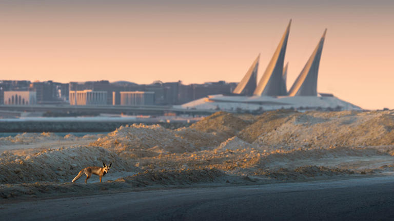 Emirati photographer’s Zayed National Museum series earns Sheikh ...