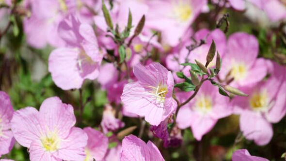 The 9 plants that will leave your garden smelling wonderful at night