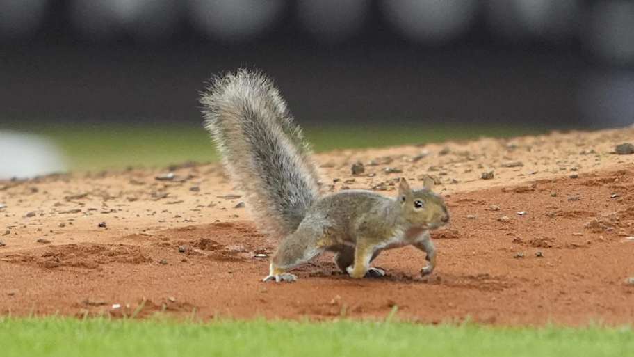 The squirrel from the Red Sox Yankees game gets a Topps Now Card