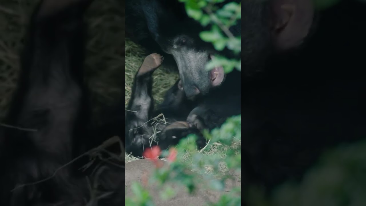 Sloth bear cubs explore and play together happily